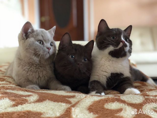 Шикарные британские котята окрасов Фавн, шоколад