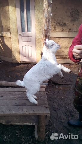 Козы, козлята, козлы