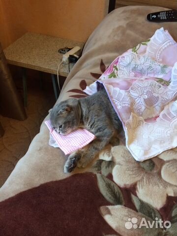 Шатланка веслоухая