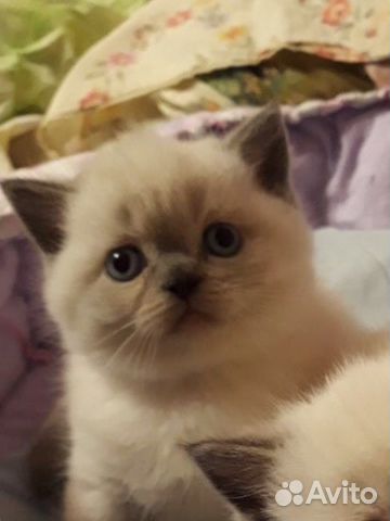 Британский котенок