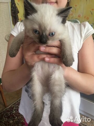 Котята британцы пушистые