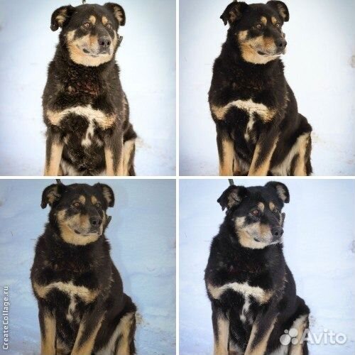 Отдам компаньона для семьи