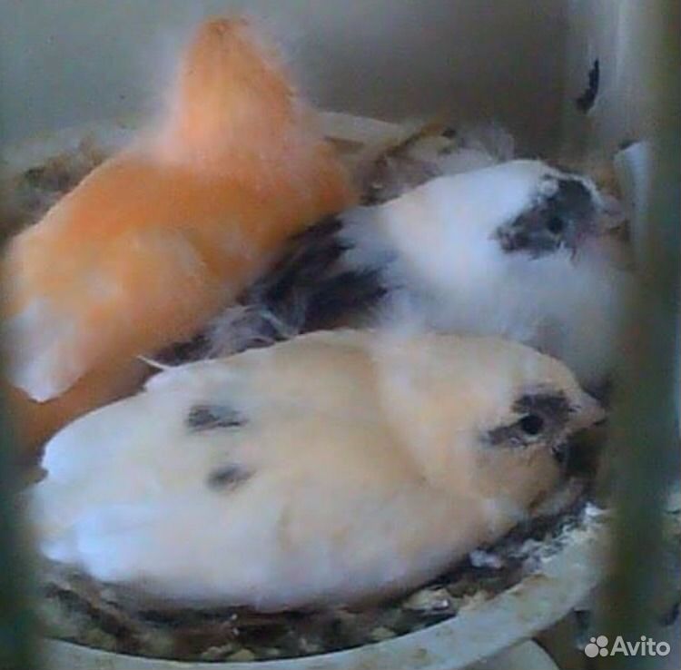 Кенары и канарейки большой выбор