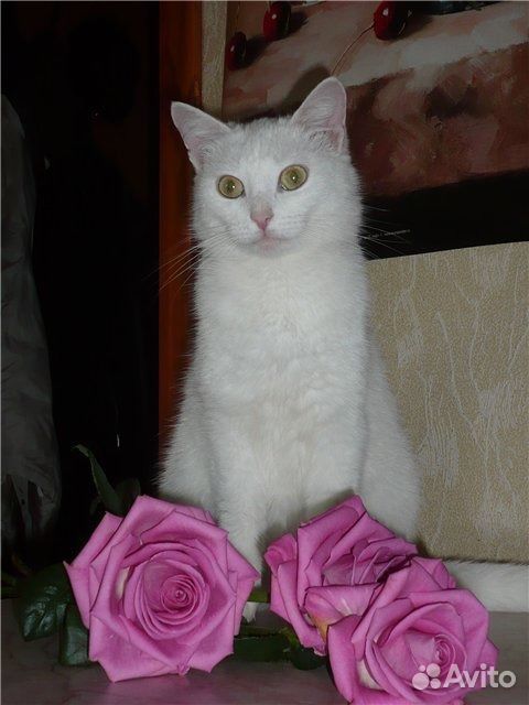 Эльвира-ласковая-умничка