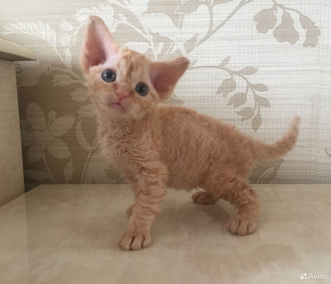Красный котик Самуэль