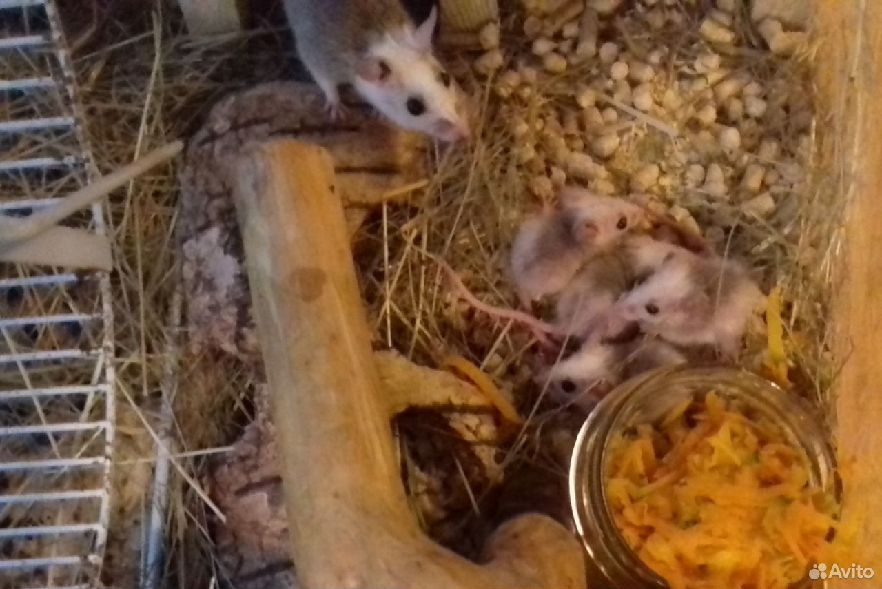 Мастомисы - крысомышки