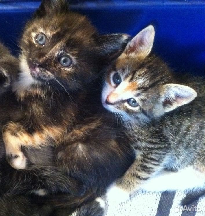 Плюшевые котята в добрые руки