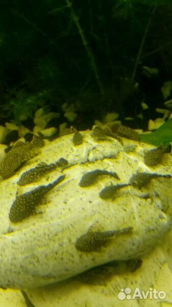 Аквариумные рыбки. Анцитрус