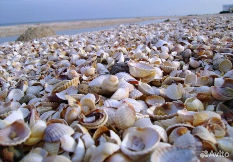 Ракушки для аквариума и поделок конус веер