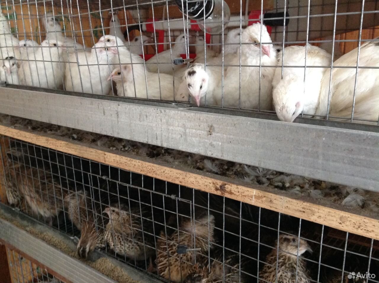 Перепела. Яйцо. клетки поилки нипел