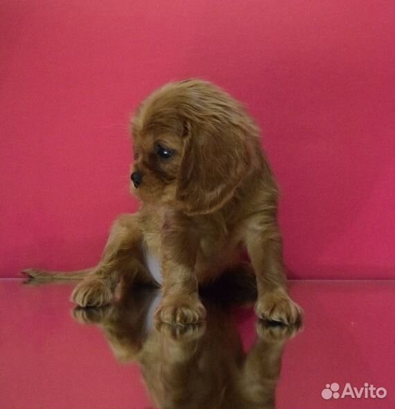 Девочка красавица. Кавалер кинг чарльз спаниель