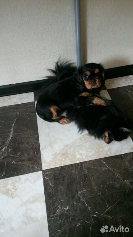 Девочка-кавалерочка) Кавалер-кинг-чарльз