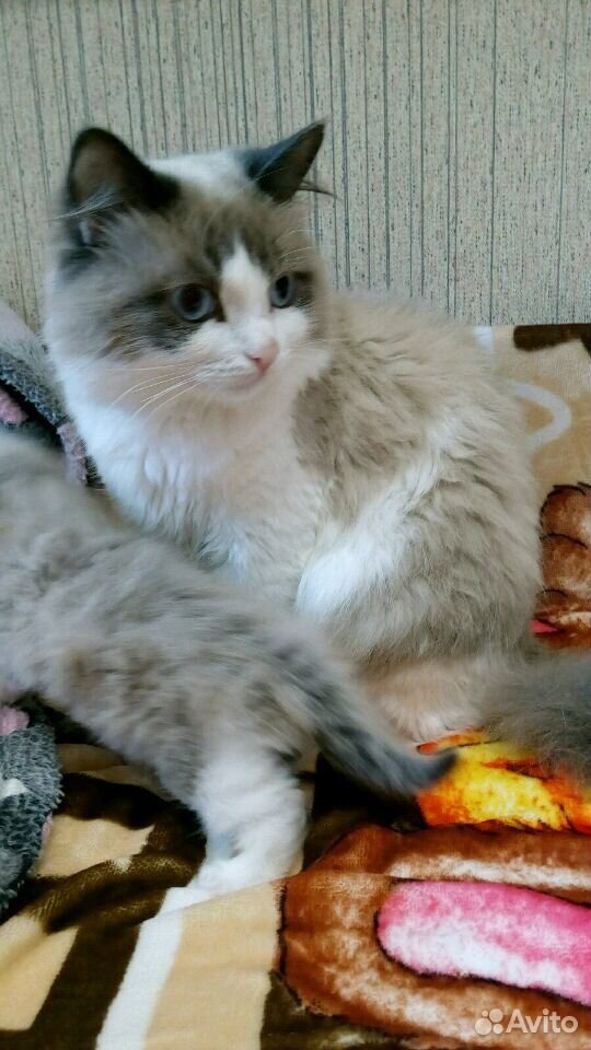 Девочки рэгдолл