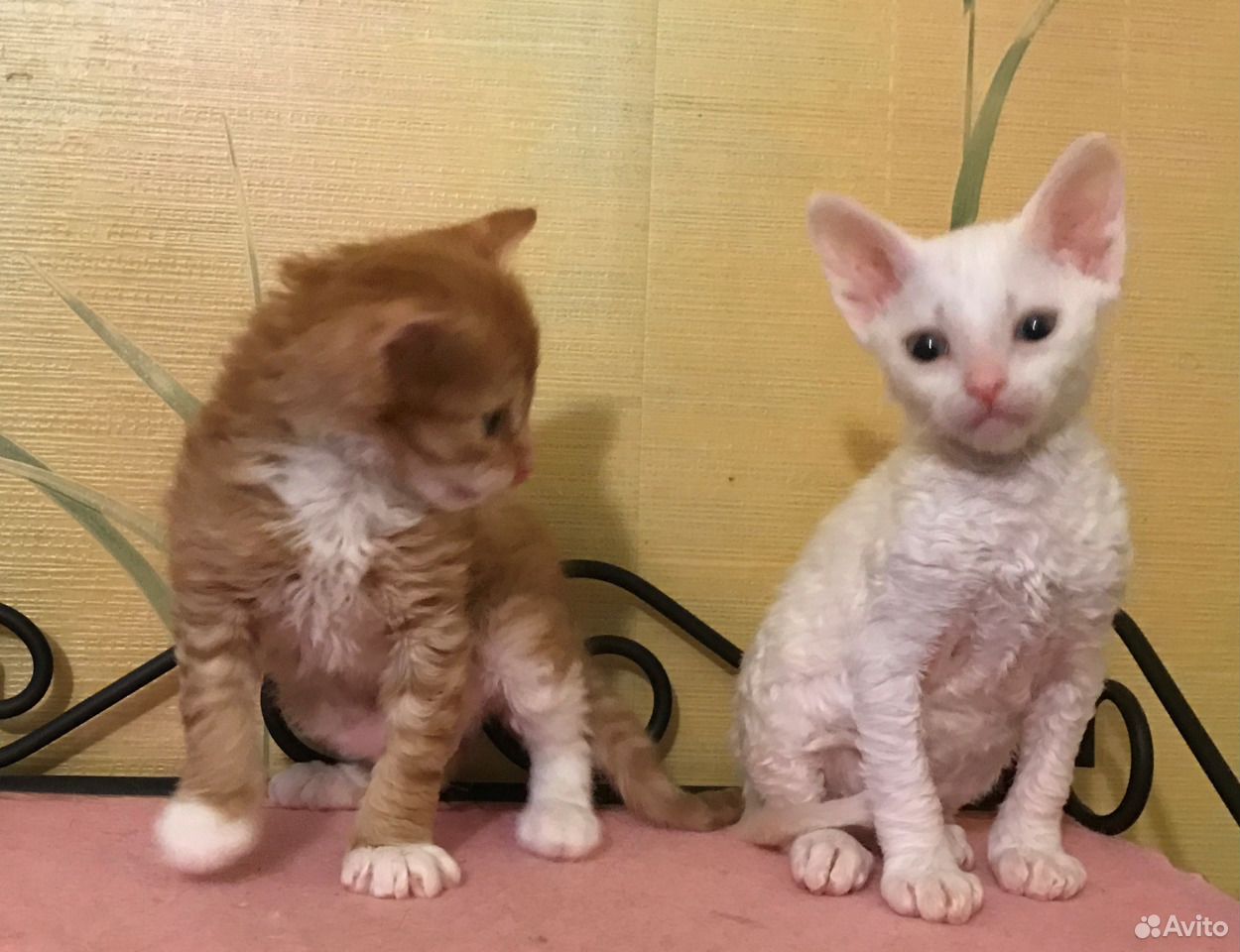 Неаллергенные котята Друзья и компаньоны в семье)