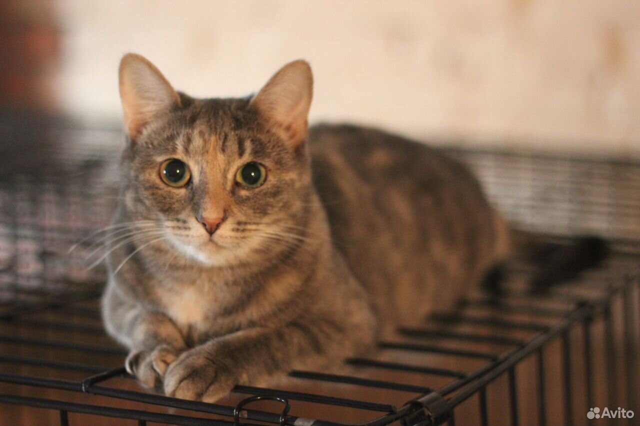 Моня ищет дом