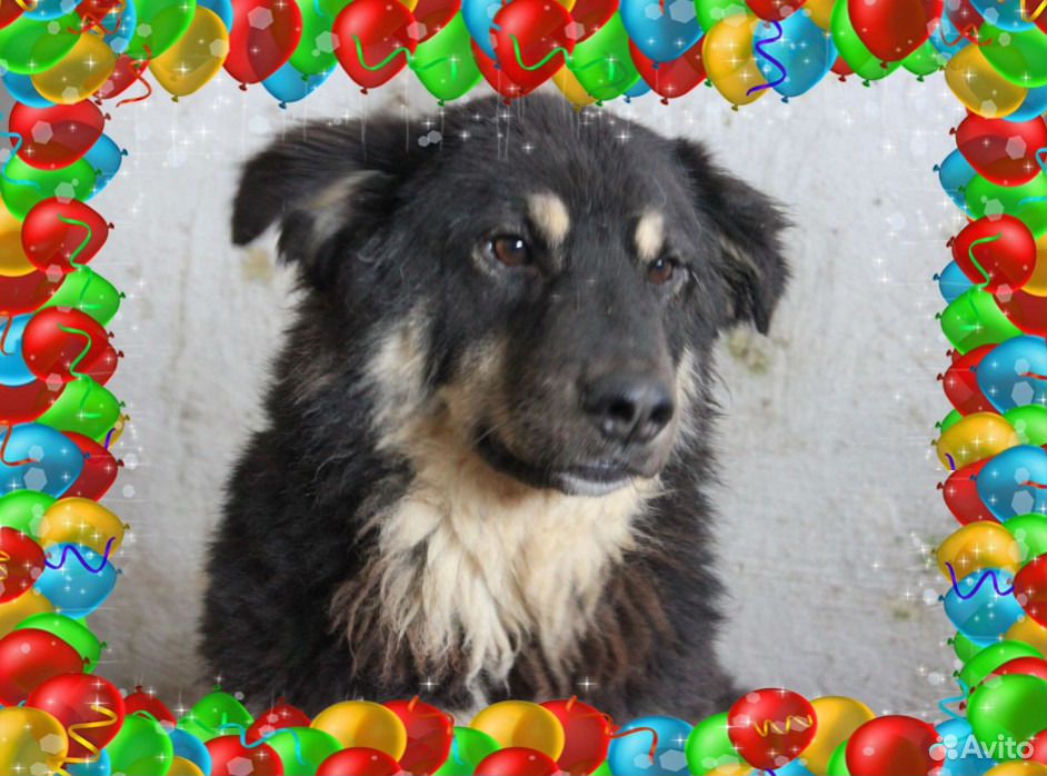 Отдадим доброго юношу Шарика из приюта