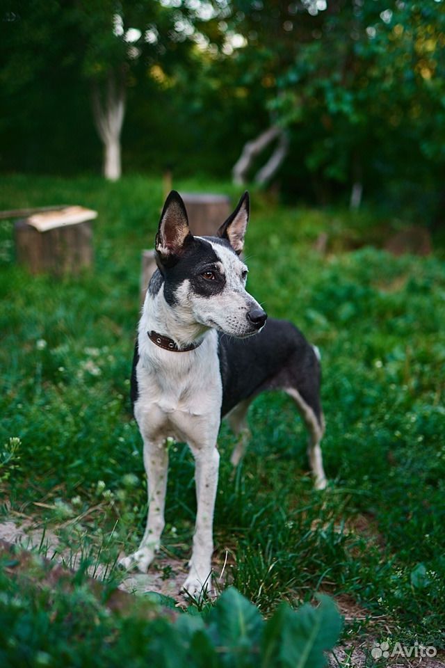 Очень красивая собака метис