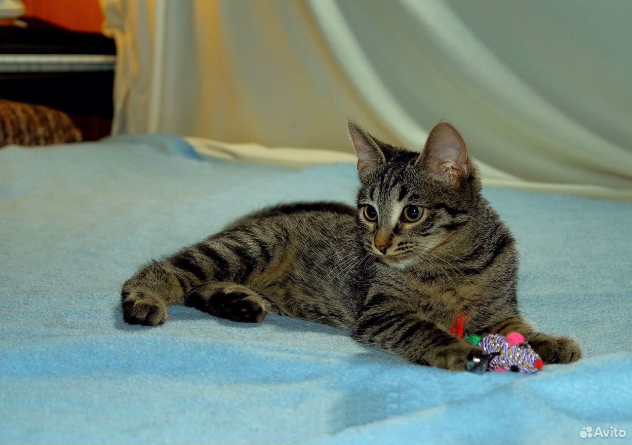 Жужа в добрые руки