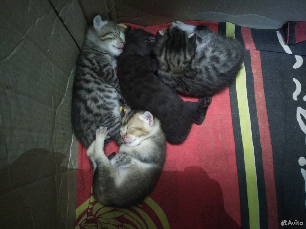 В добрые руки