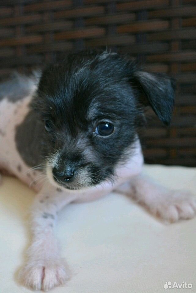 Яркий малышек мексиканской голой мини