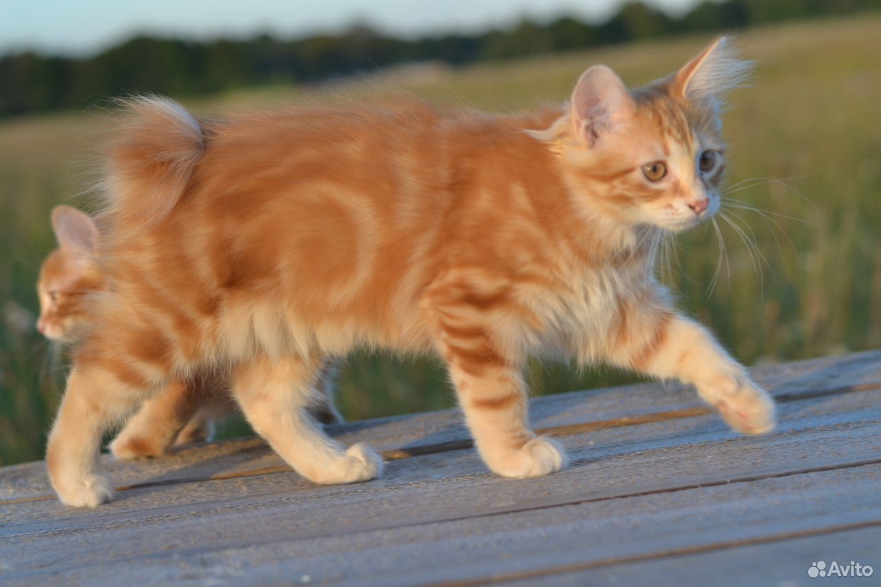 Курильские белки - летяги