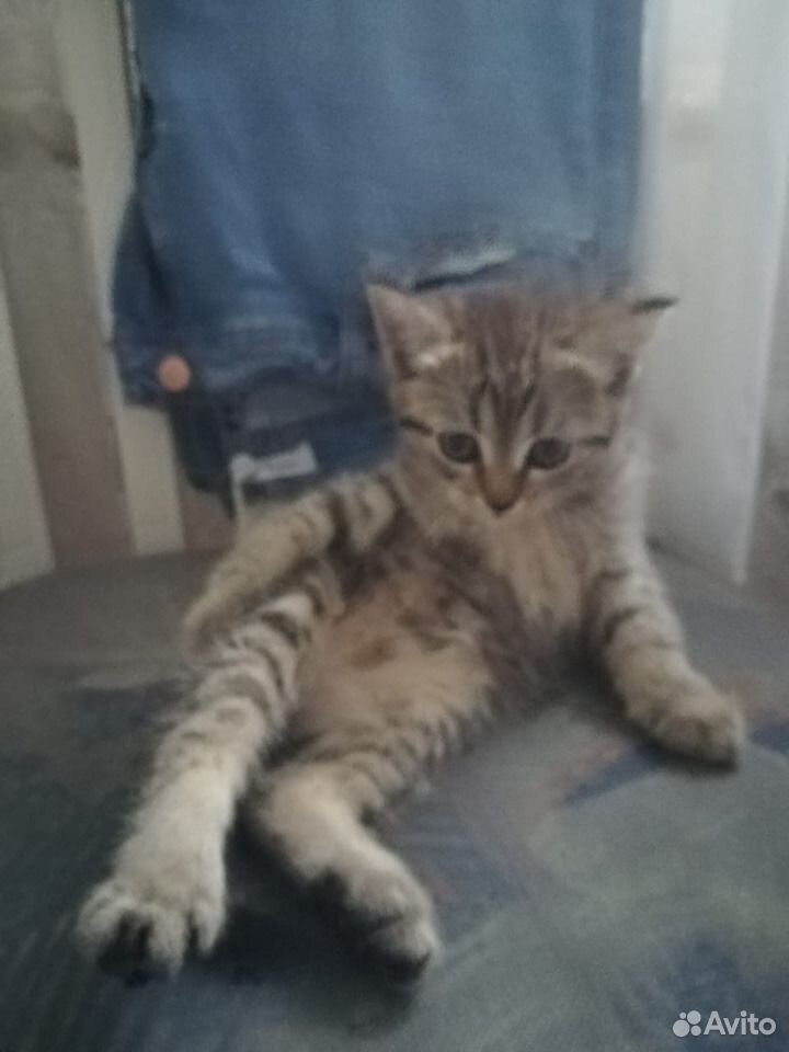 В добрые руки котят