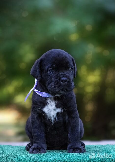 Отличные щенки Кане Корсо