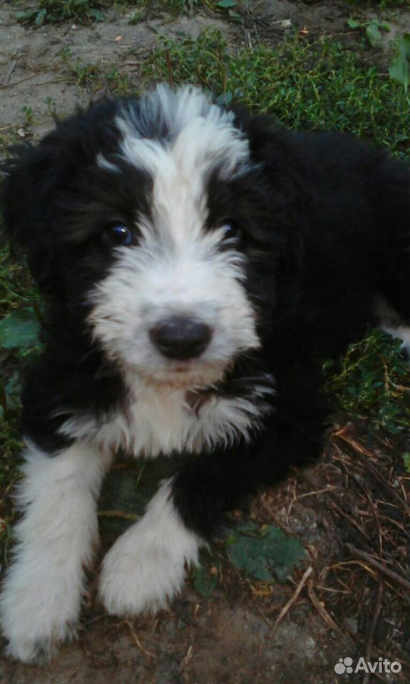 Пристраиваю щенят