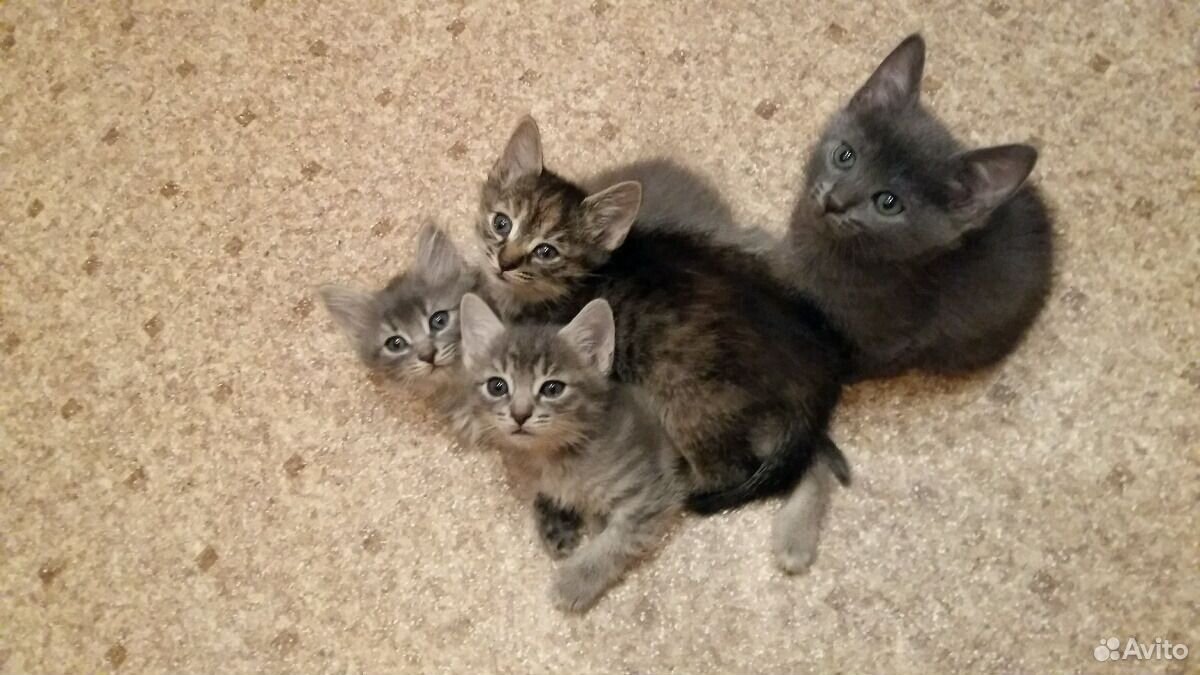 Котята девочки 1 месяц привезем