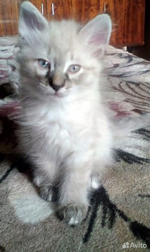 Продам котёнка
