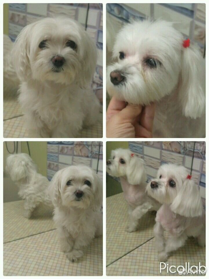 Мальтийская болонка стрижка