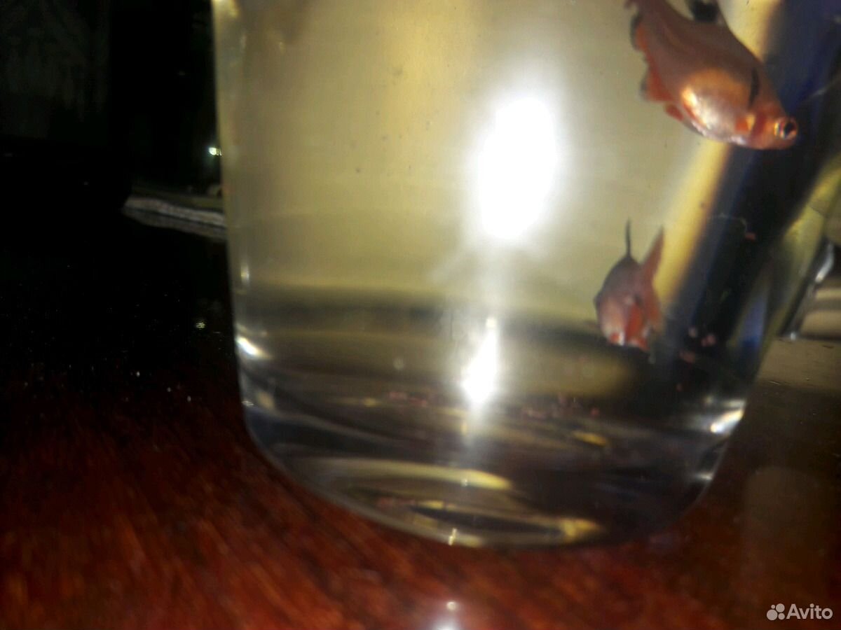 Рыбки Миноры