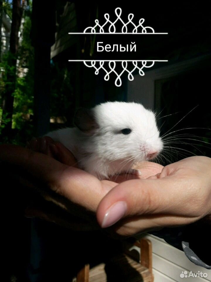 Шиншиллы (детеныши)