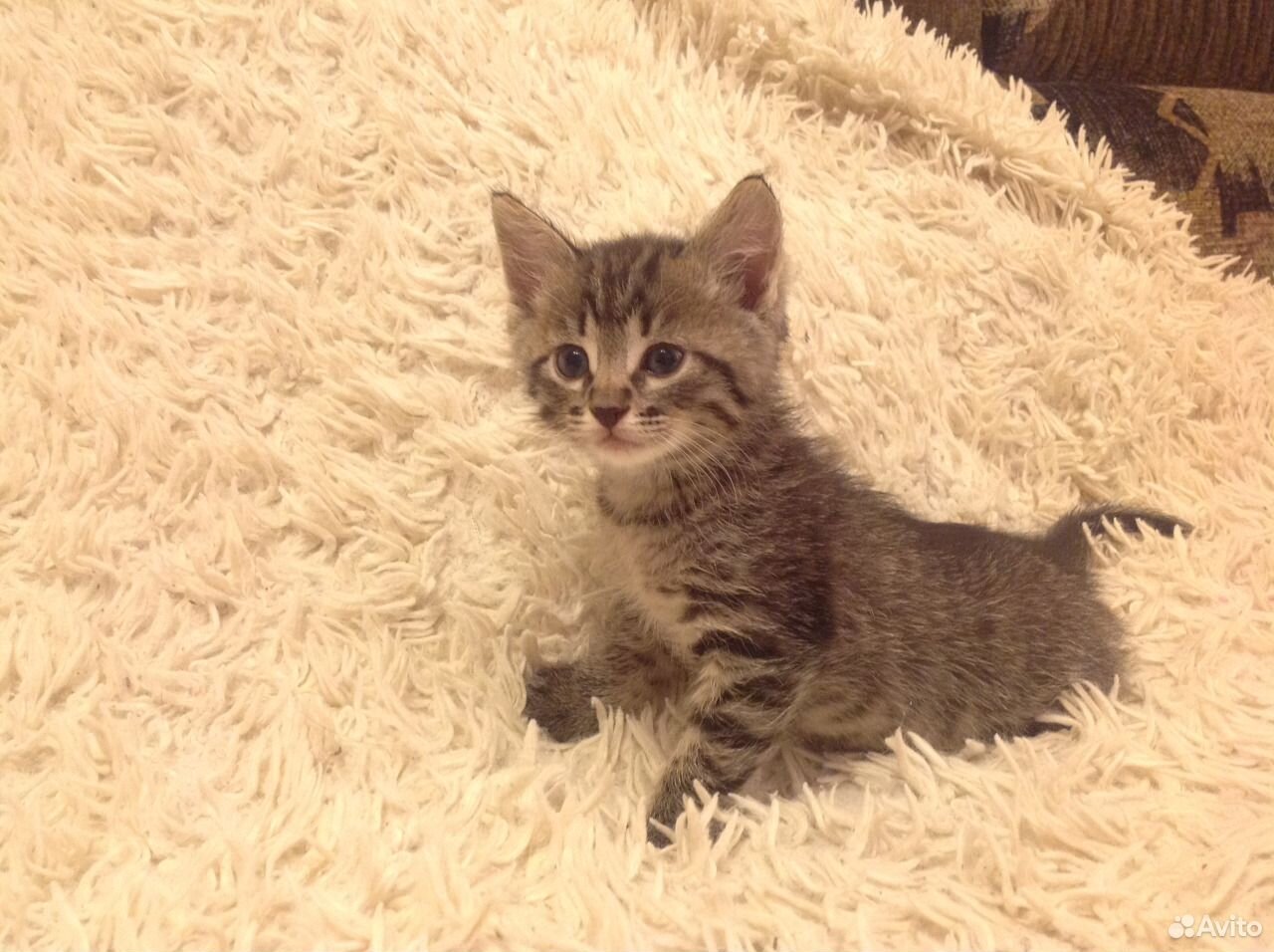 Котята,от мамы Рекс-дивон а папа не дворянин)