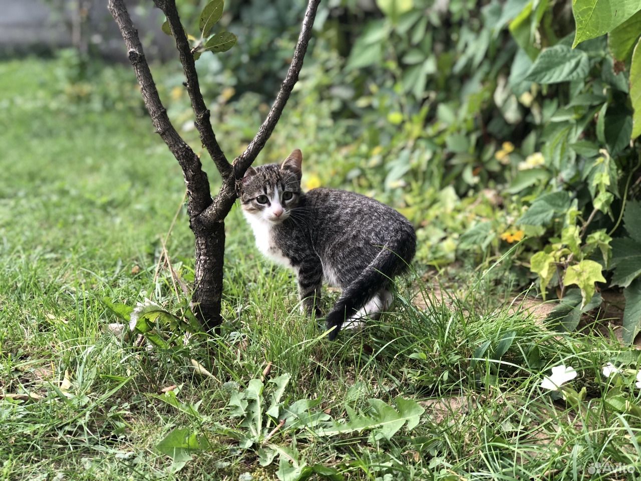 Котята