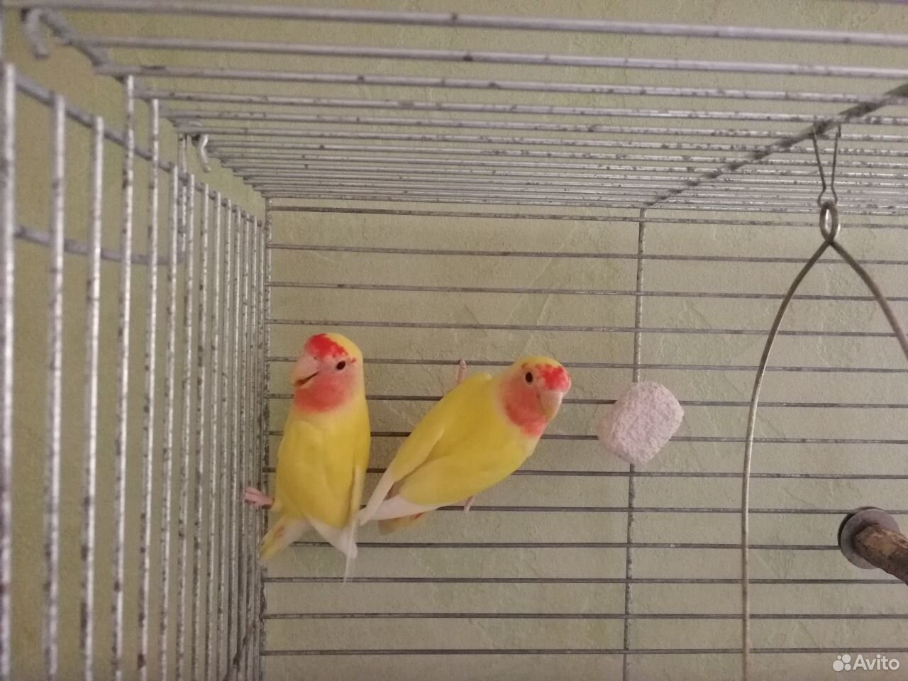 Неразлучники, птенцы