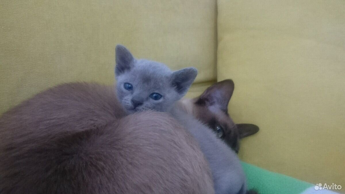 Продам котенка. Порода- Бурма