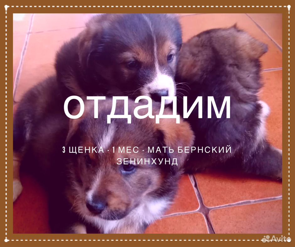 Щенки от зенинхунда бесплатно