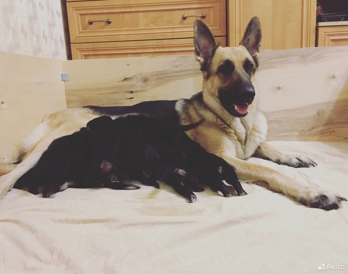 Щенята немецкой овчарки