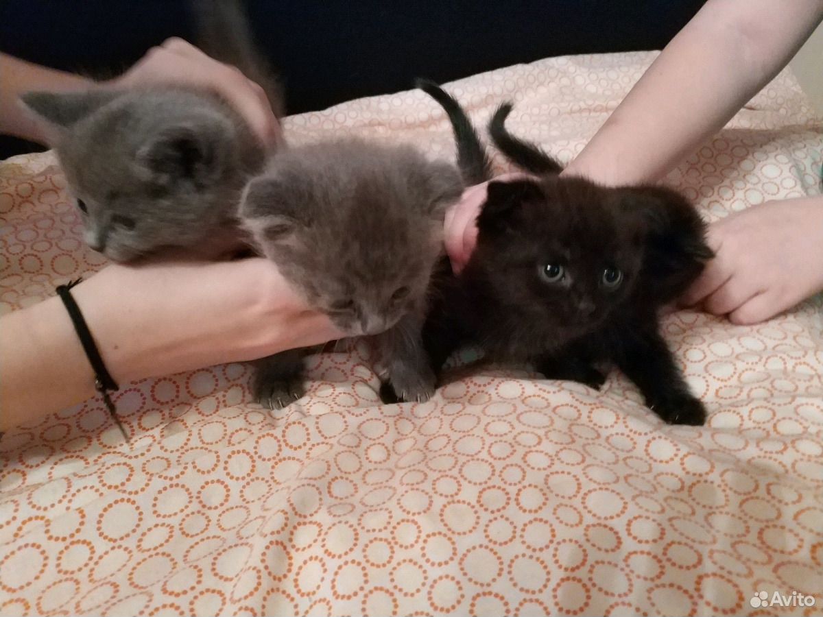 Косюшки Вислоушки