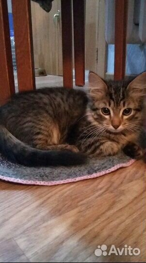 Тигровый мальчик