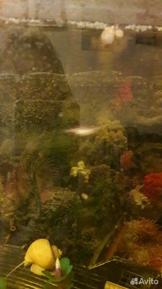 Улитки ампулярии