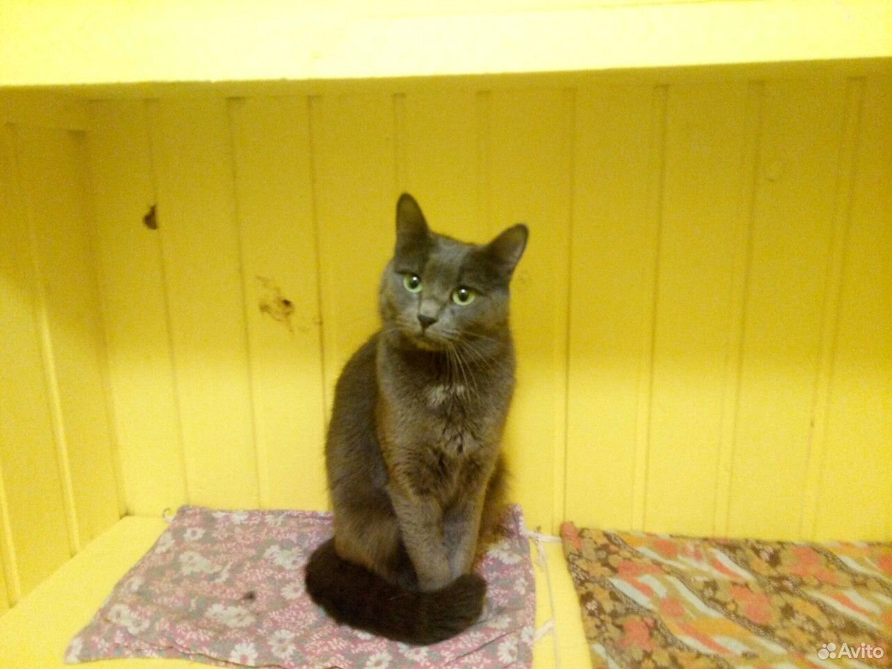 Кошка Маргоша, 4 года (из приюта)