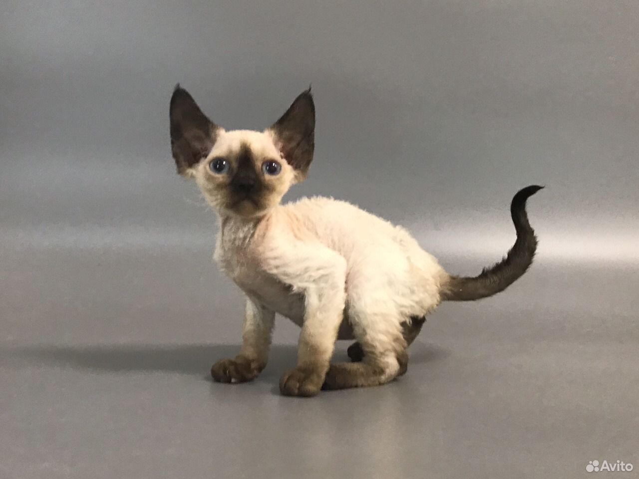 Девон-рекс кошечка Шакира