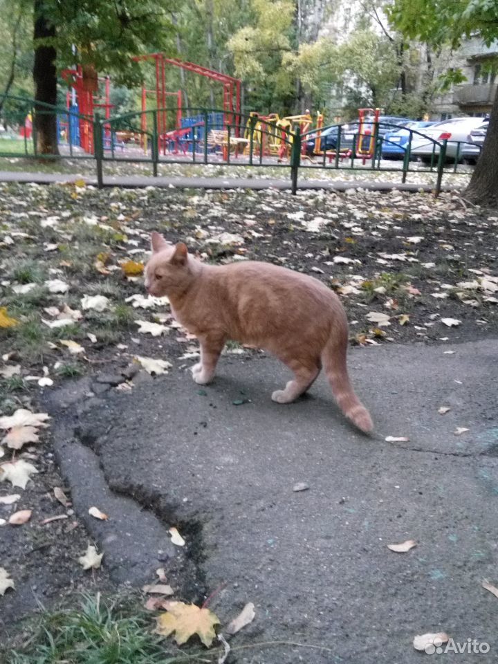 Лучик