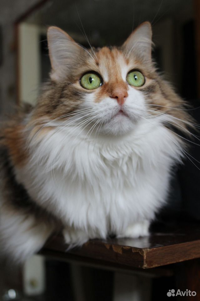 Кошка с перламутровыми глазами