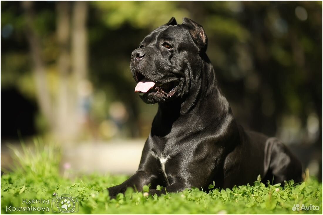 Вязка. Итальянские крови