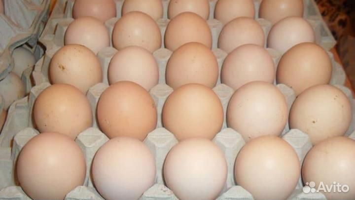 Продам инкубационное яйцо бролера кобб-500, Росс