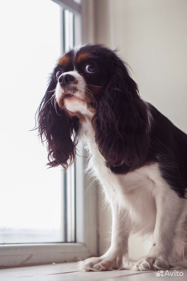 Кавалер Спаниель Ищем на вязку