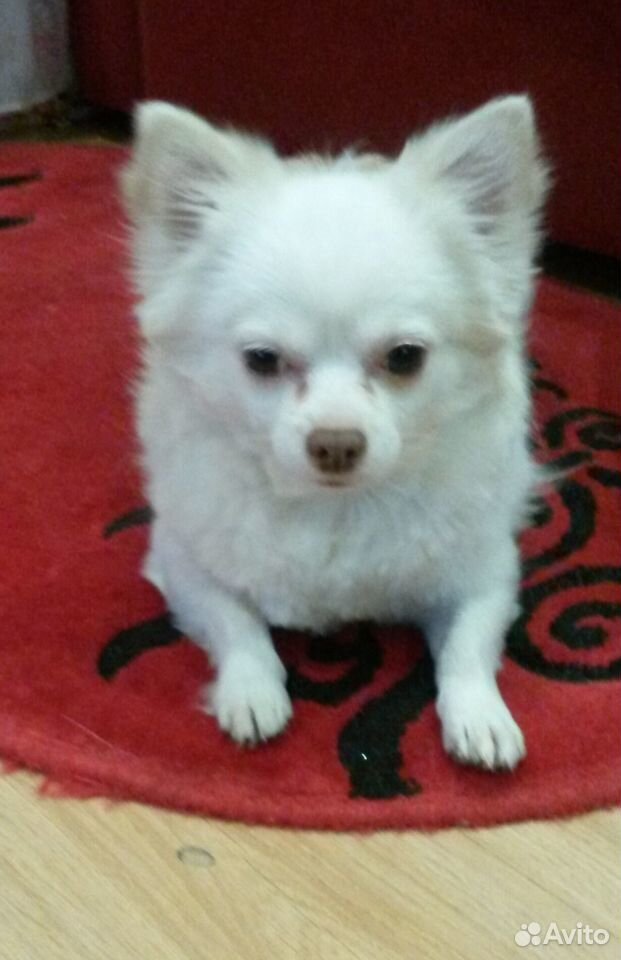 Мужчина Чихуахуа встретится с дамой. Вязка